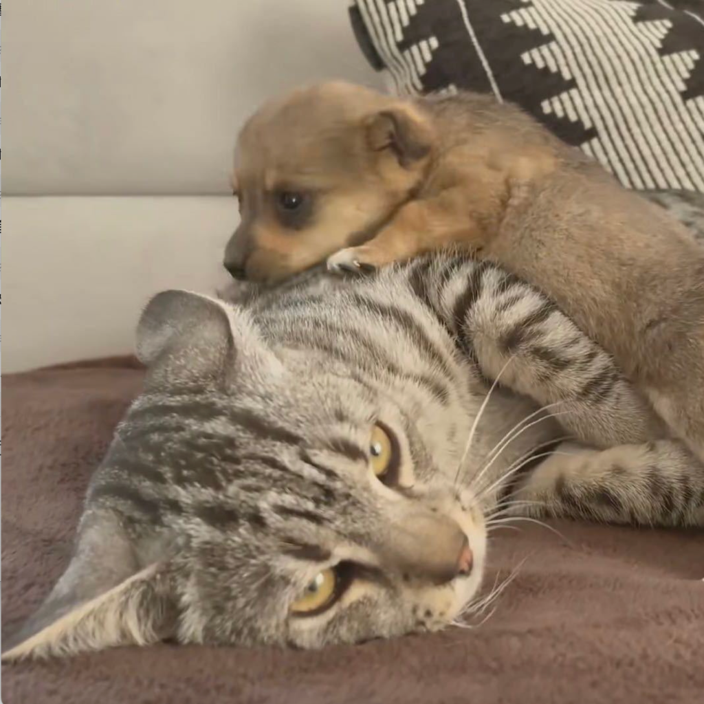 File:Agent Yidhari Murphy Portrait.webp - 萌娘百科 万物皆可萌的百科全书